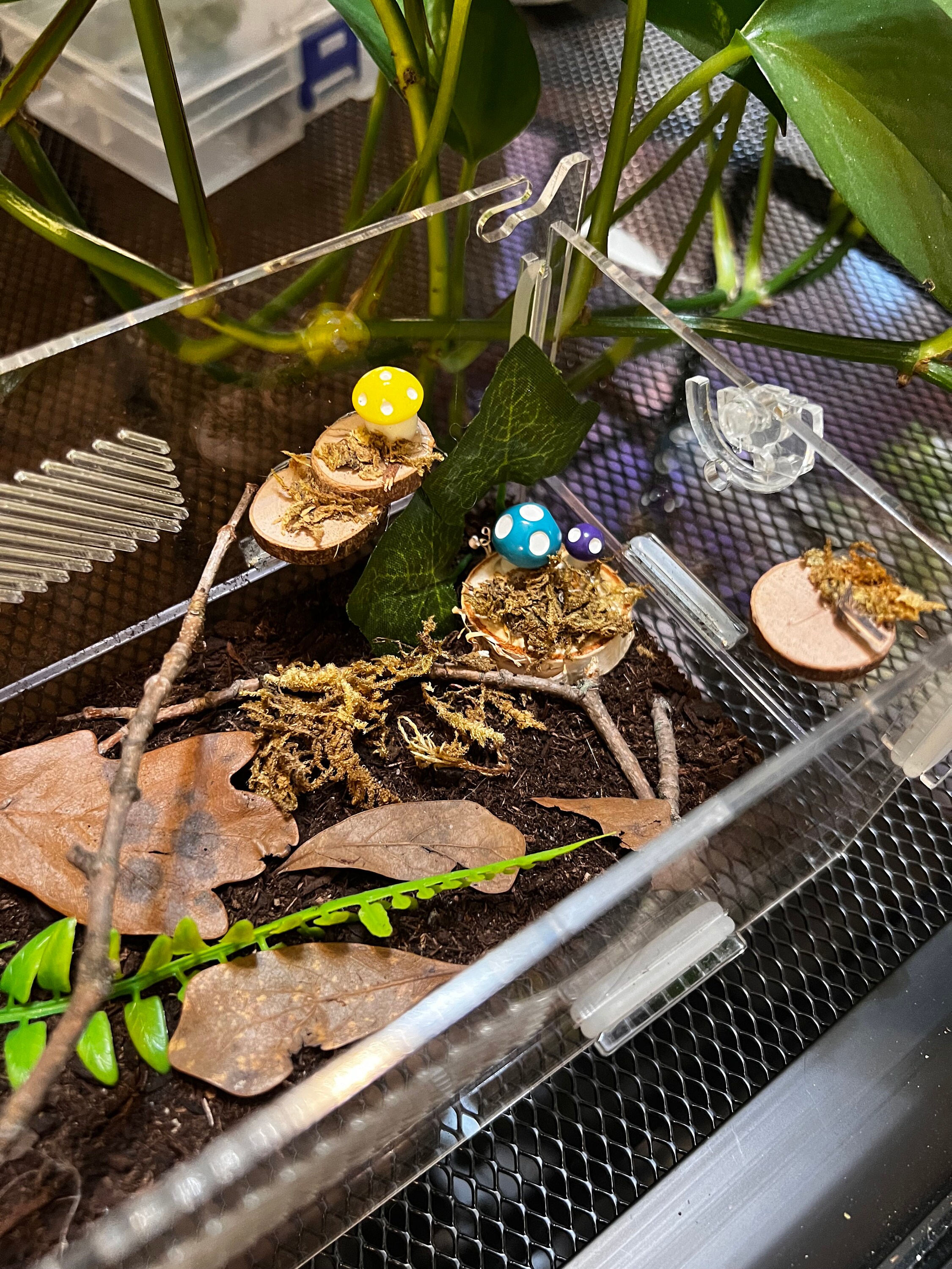 Small Terrestrial Tarantula Enclosure - Etsy