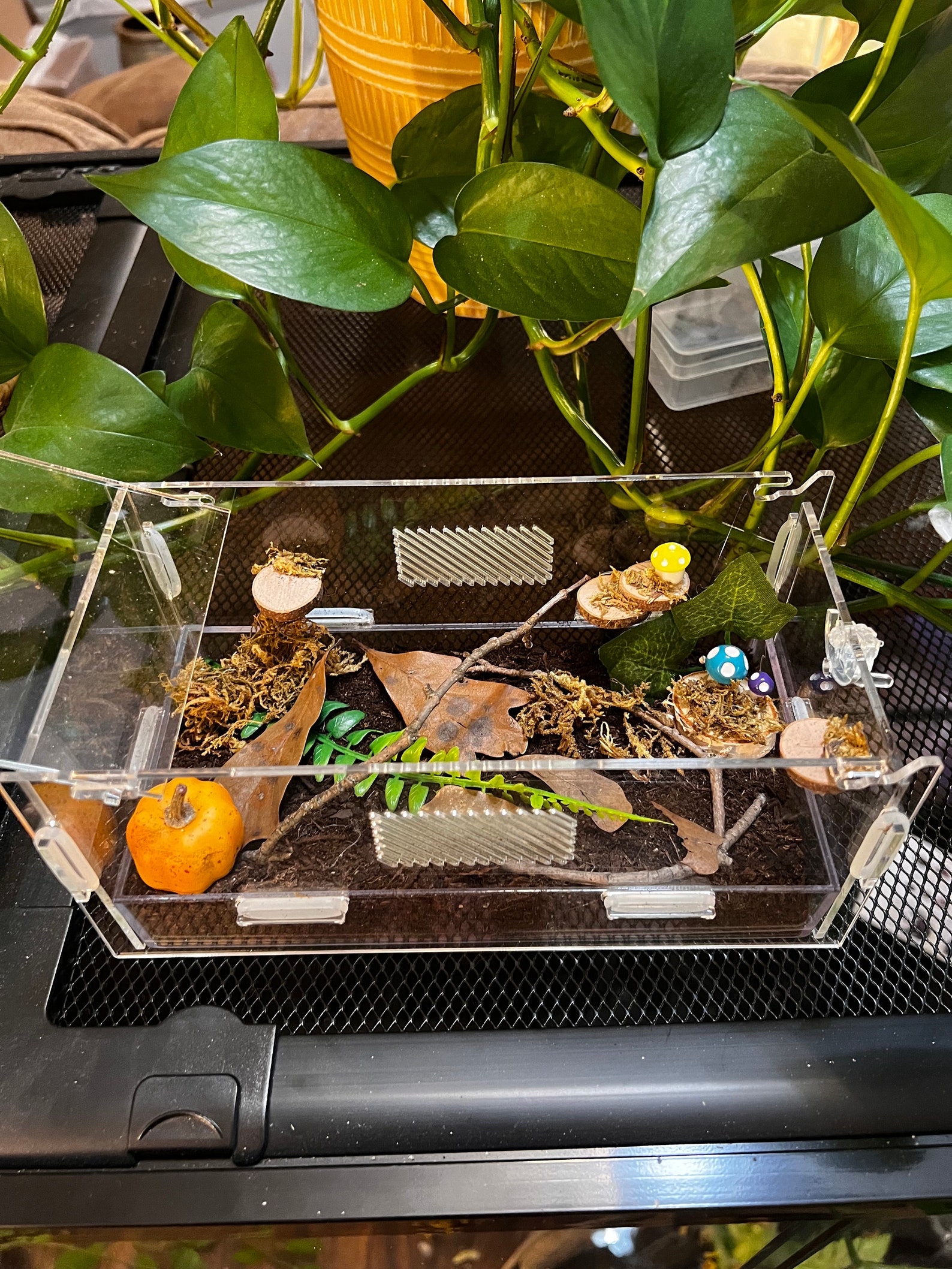 Small Terrestrial Tarantula Enclosure - Etsy