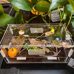 Small Terrestrial Tarantula Enclosure - Etsy