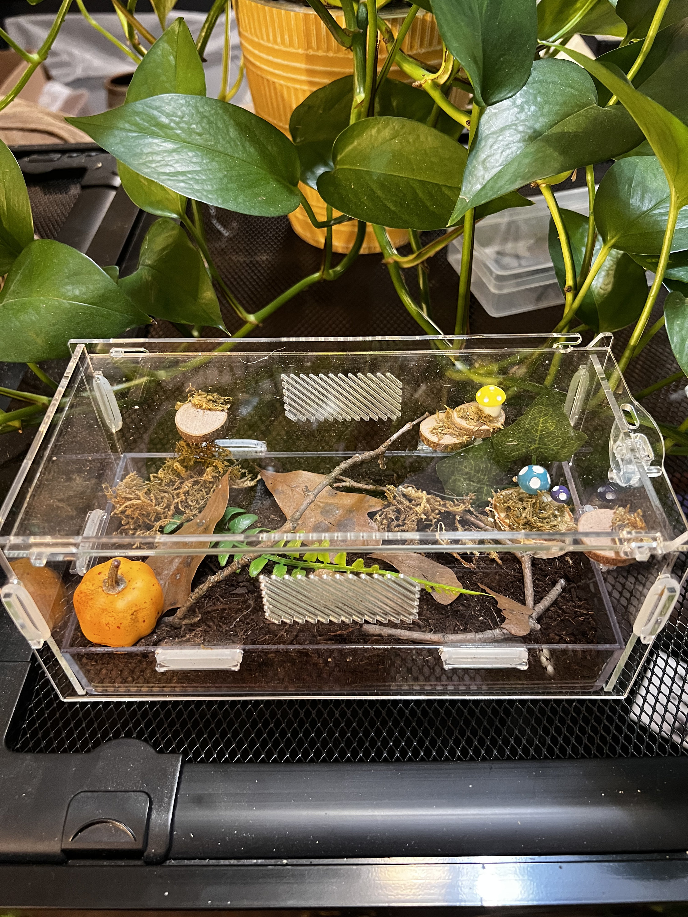 Small Terrestrial Tarantula Enclosure - Etsy