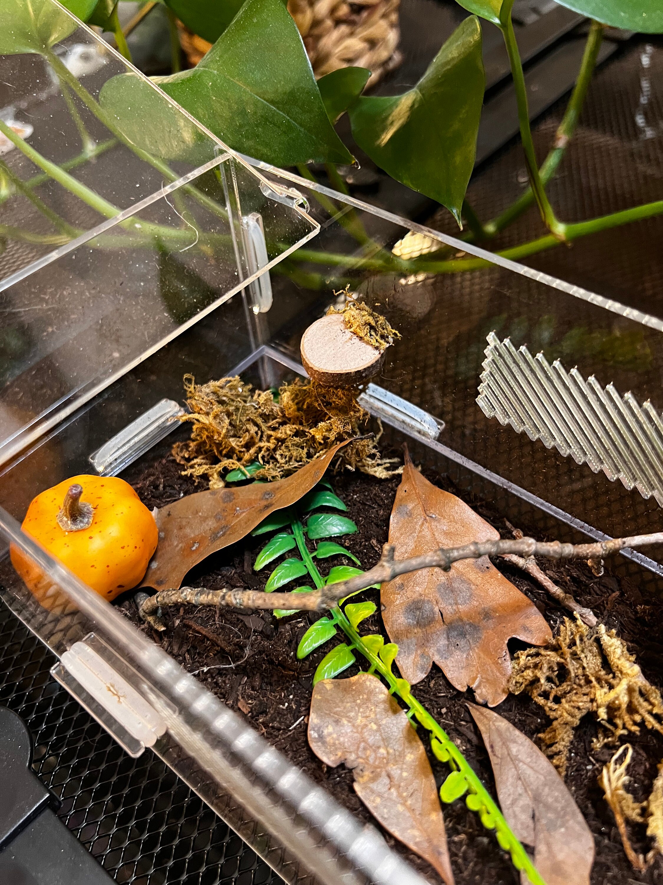 Small Terrestrial Tarantula Enclosure - Etsy