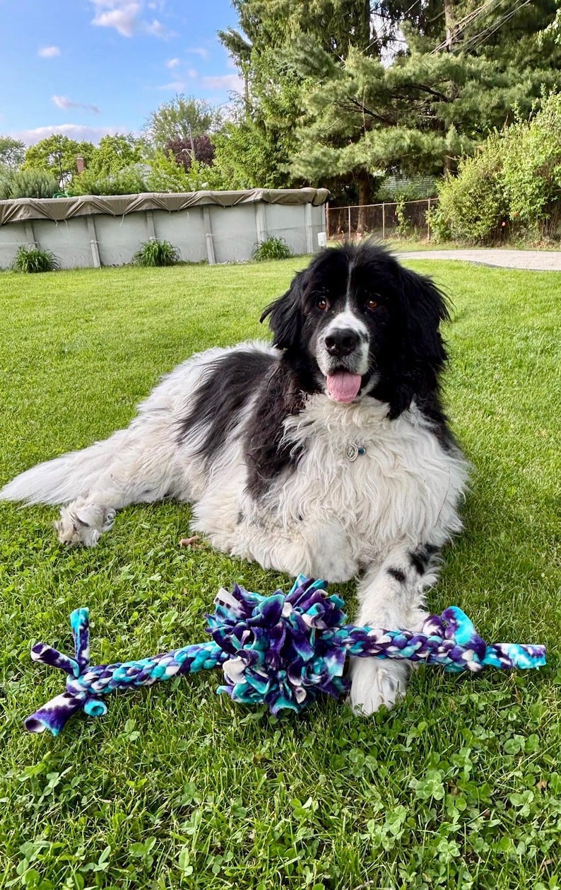 Giggler Enrichment Snuffle Ball – Scent Game Toy for Smart Pets - Etsy