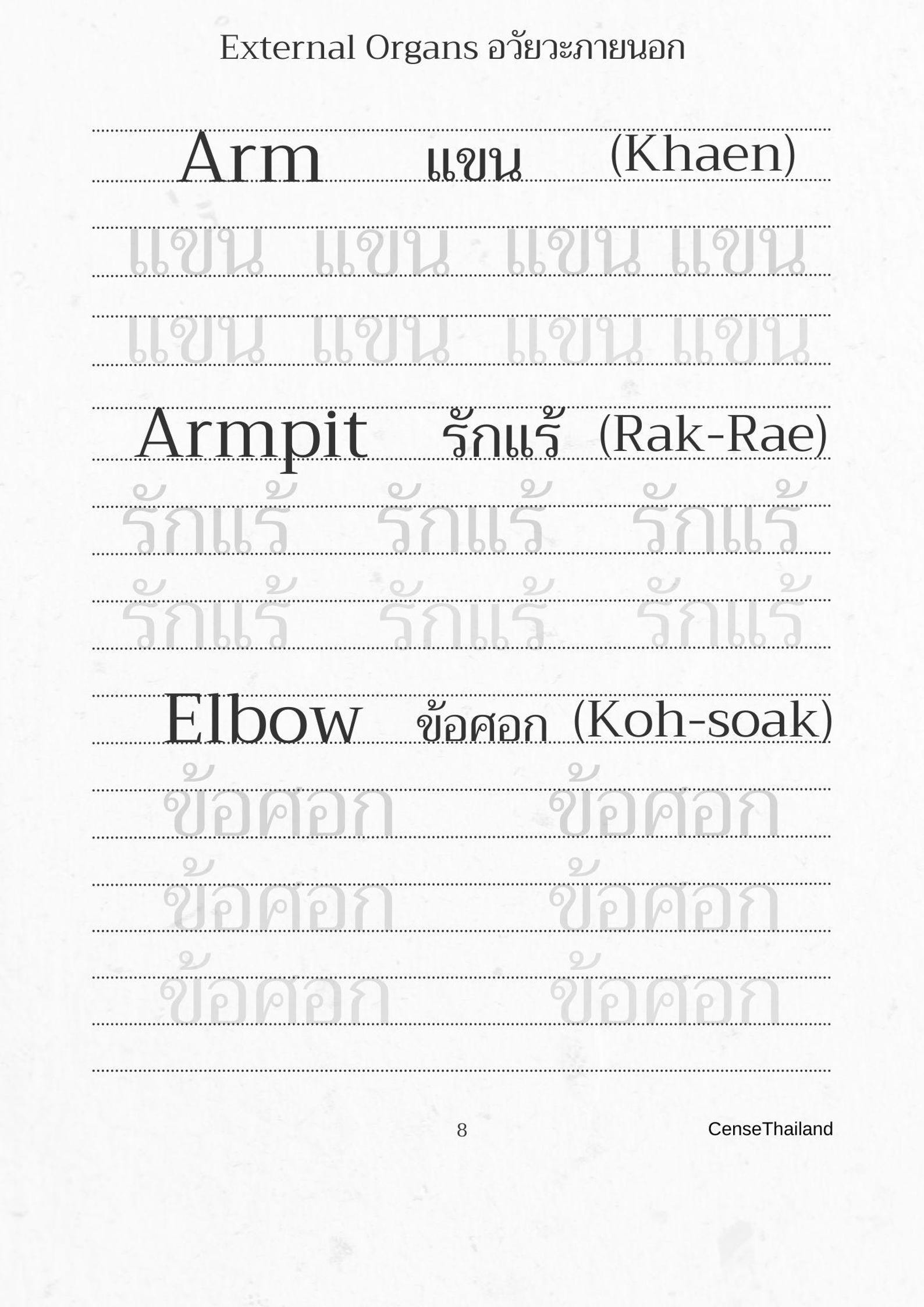 External Organs in Thai Words Worksheet, Printable - Etsy