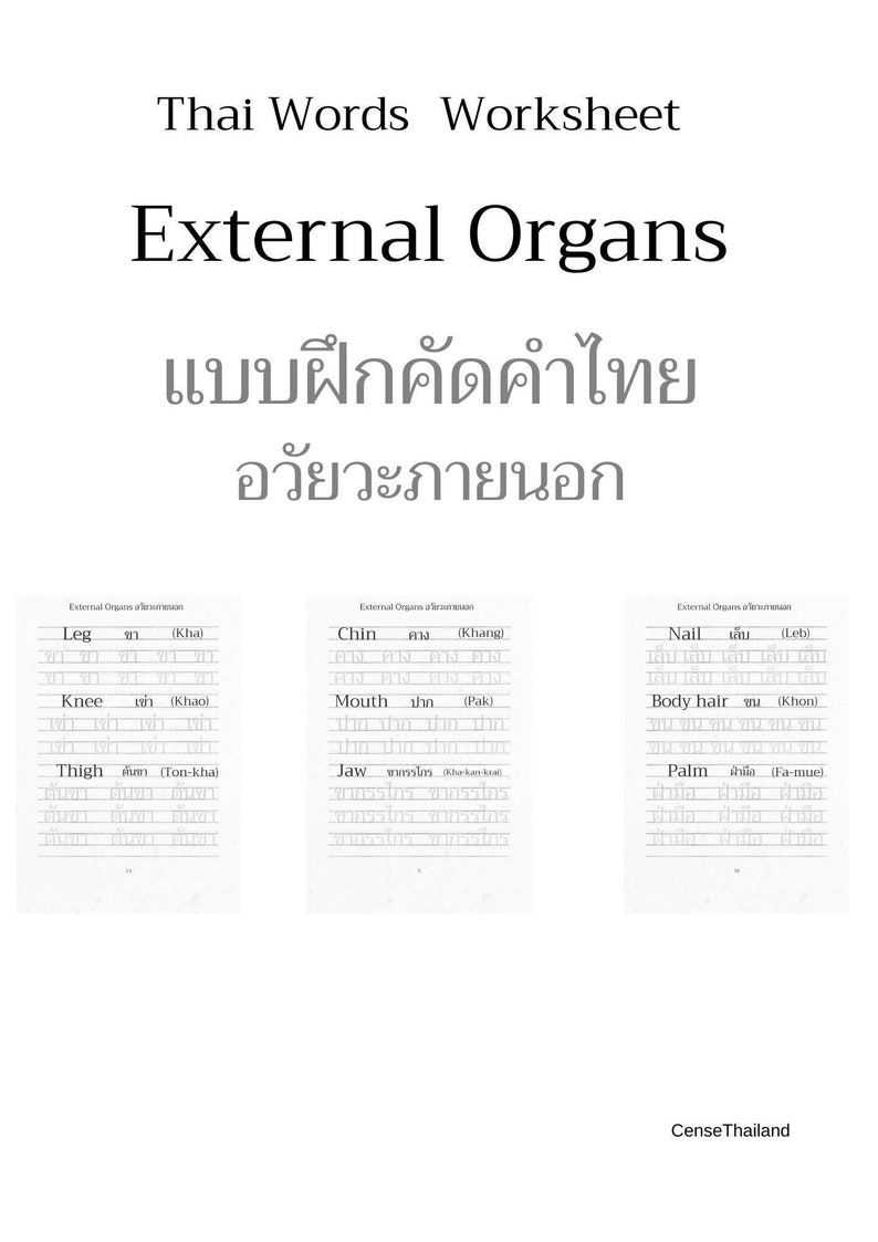 External Organs in Thai Words Worksheet, Printable - Etsy