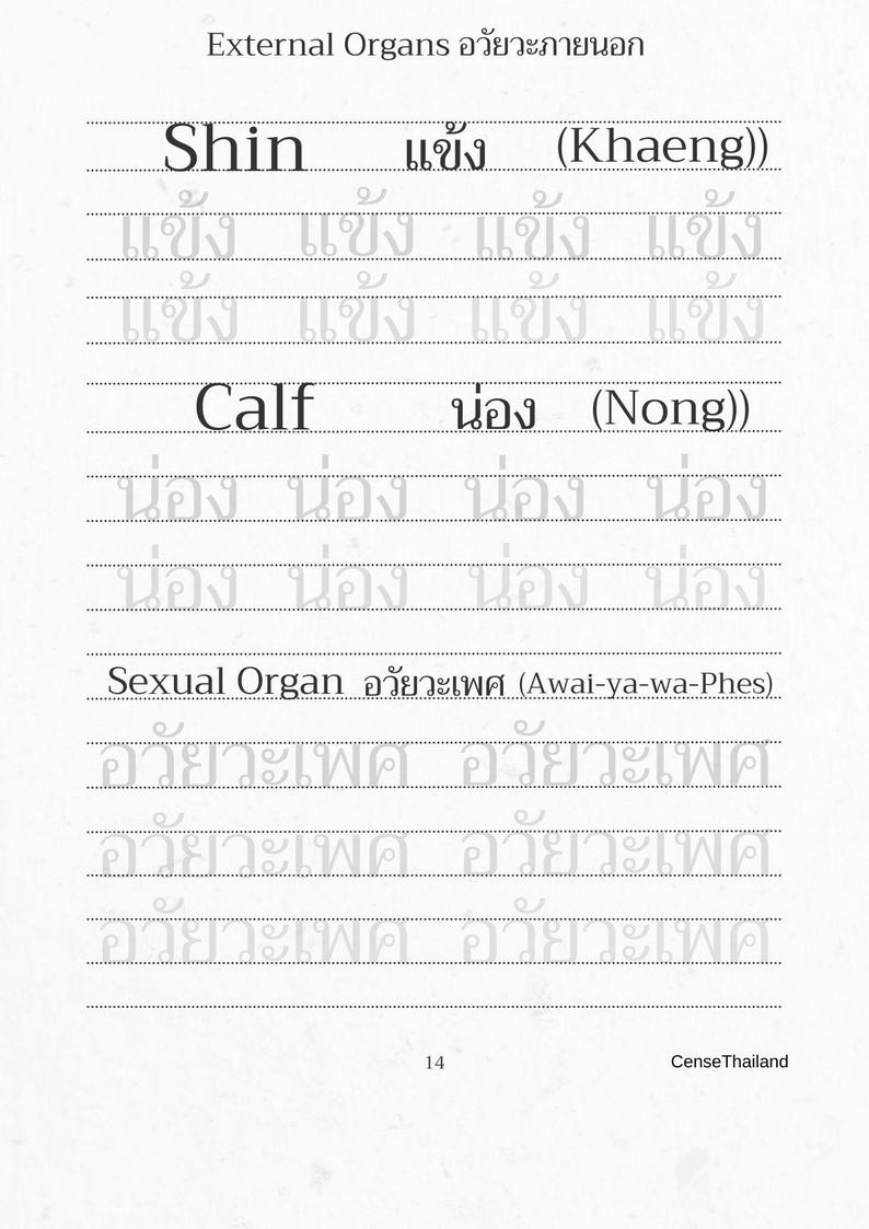 External Organs in Thai Words Worksheet, Printable - Etsy