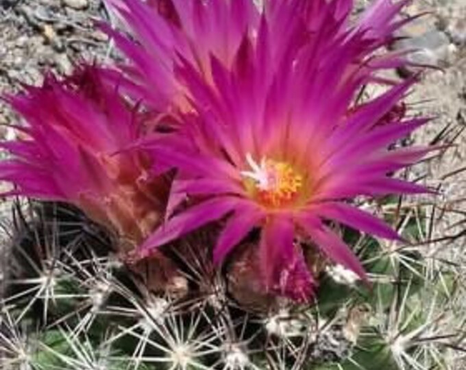 Coryphantha (escobaria) Vivipara COLD HARDY CACTUS - Etsy