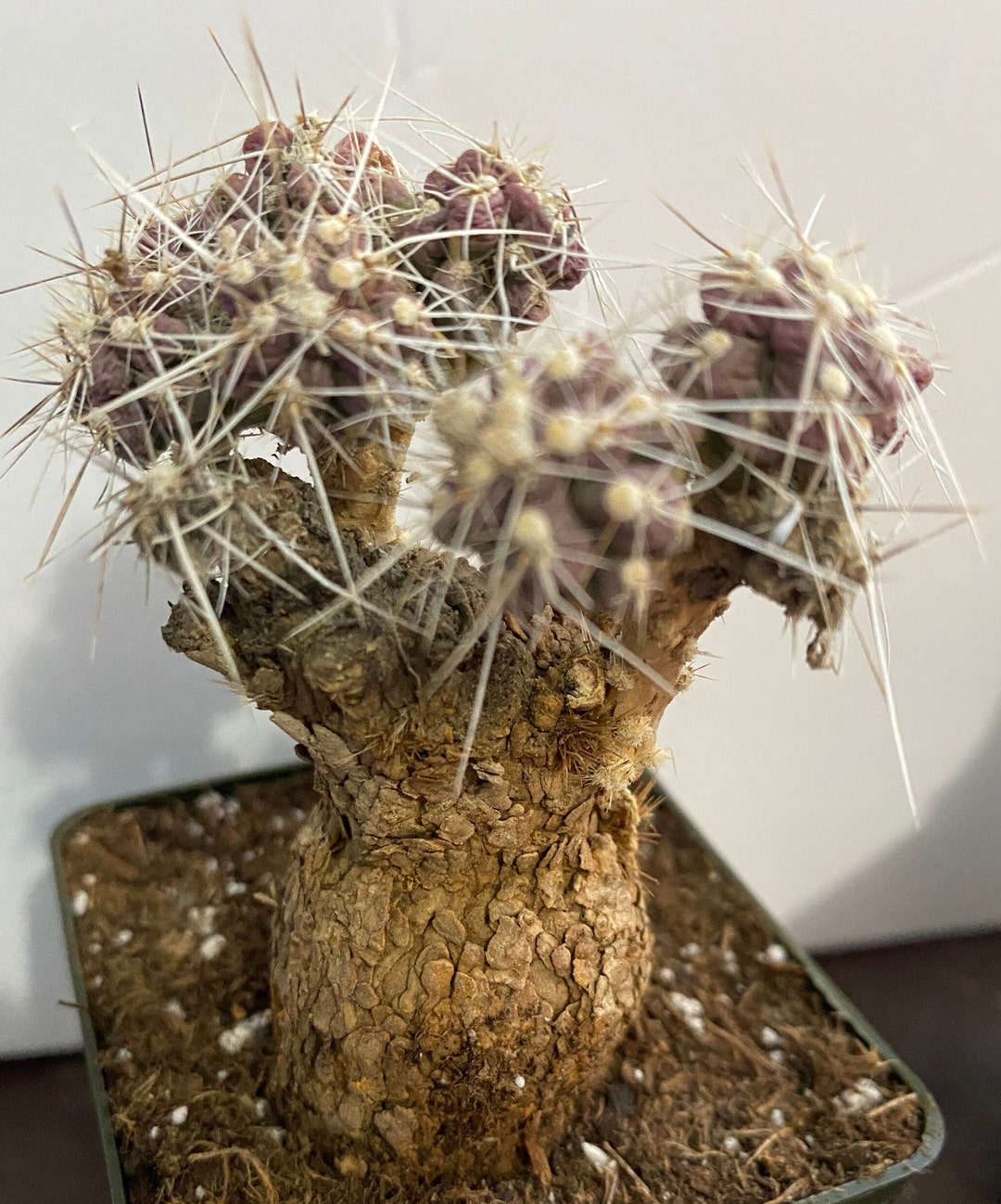 GRUSONIA Pulchella Live Cactus Big Tuber - Etsy
