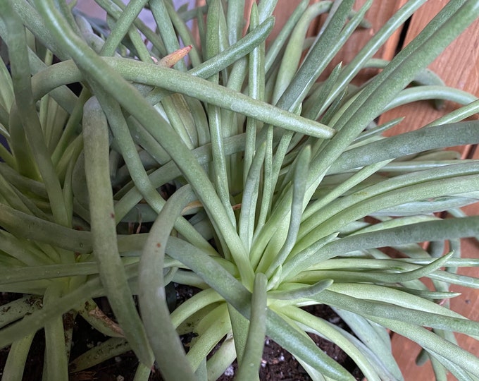 Live Dudleya Edulis Succulent Plant - Etsy