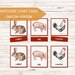 Chinese Zodiac Animals. Montessori 3 Part Cards. Chinese New Year ...