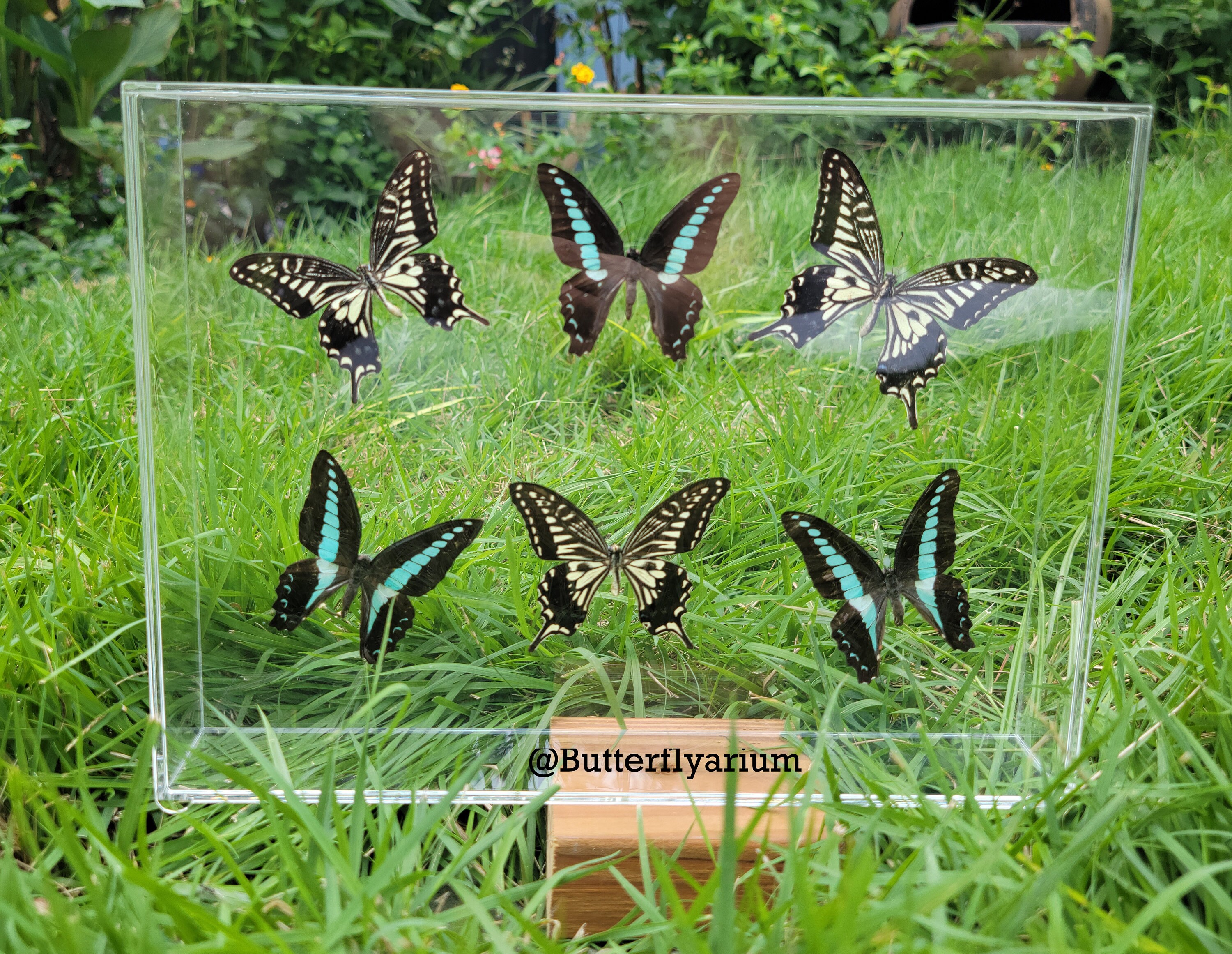 6 Preserved Butterflies in Transparent Acrylic Shadowbox - Etsy