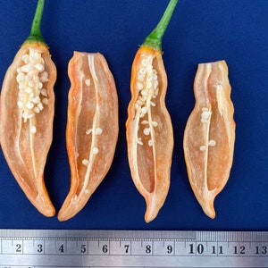 Tropical Tiger F1 - Hybrid Pepper Seed - Etsy