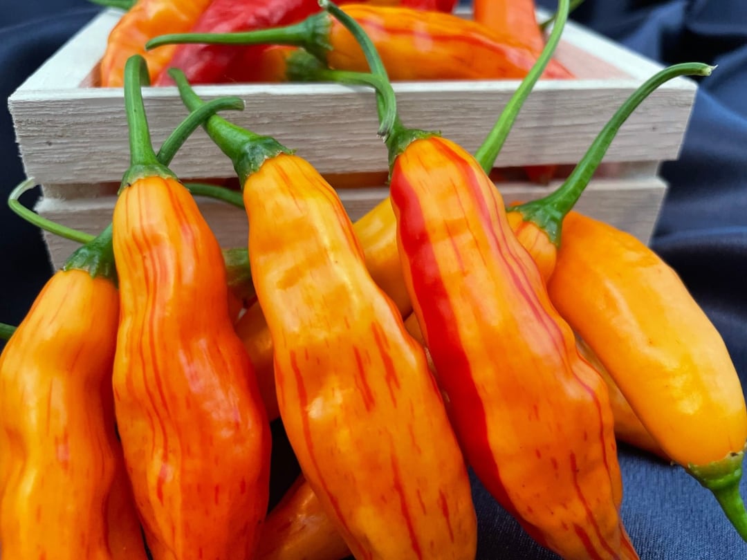 Tropical Tiger F1 - Hybrid Pepper Seed - Etsy