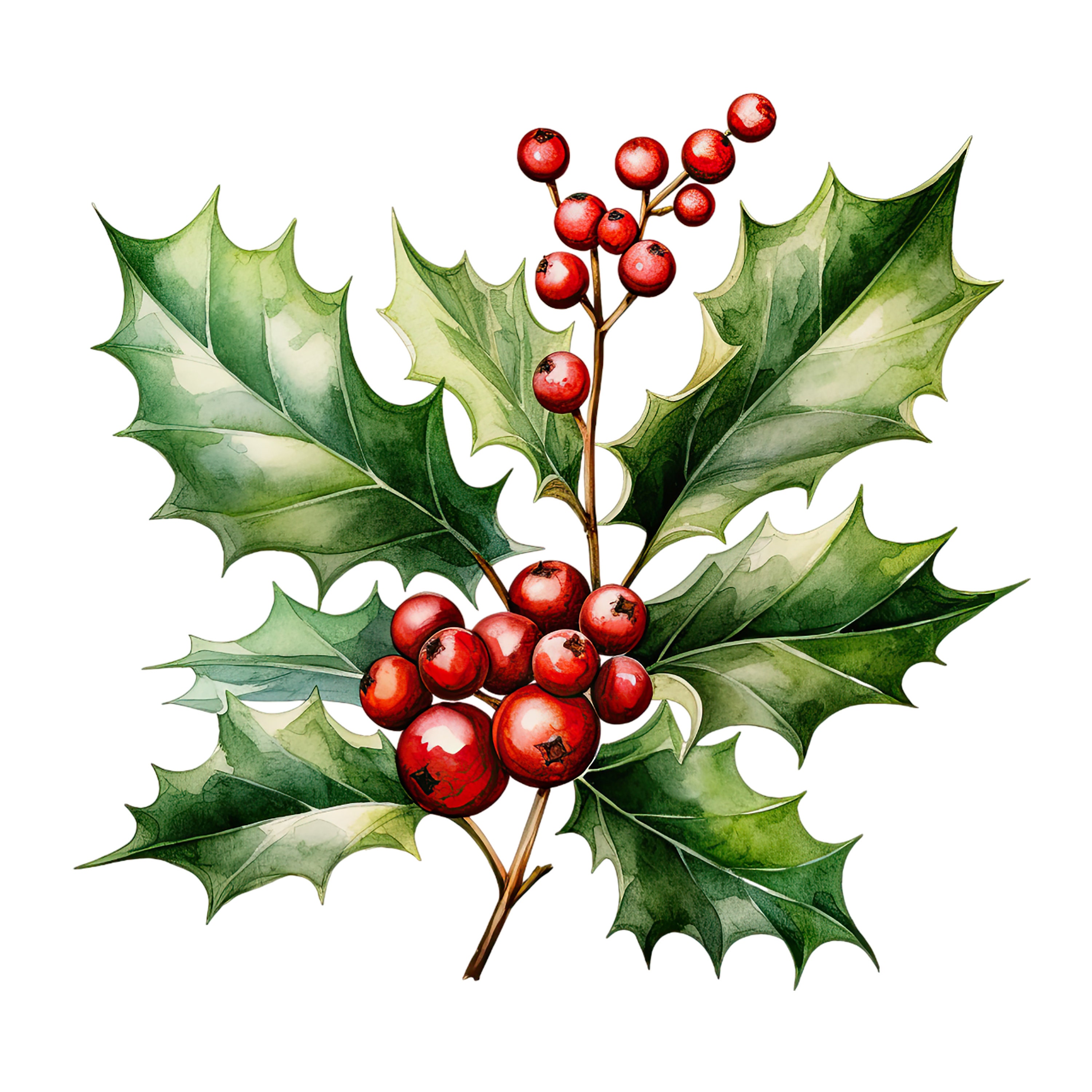 Watercolor Holly Berry Clipart, Holly Clipart, Watercolor Holly Clipart ...