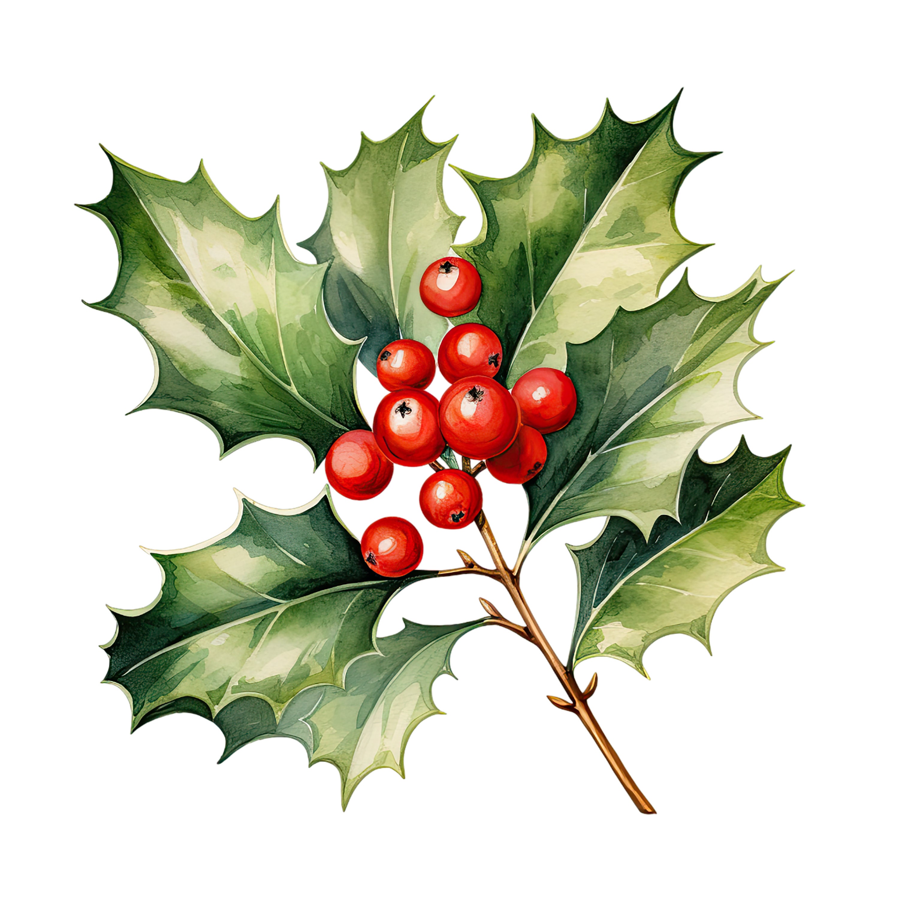 Watercolor Holly Berry Clipart, Holly Clipart, Watercolor Holly Clipart ...