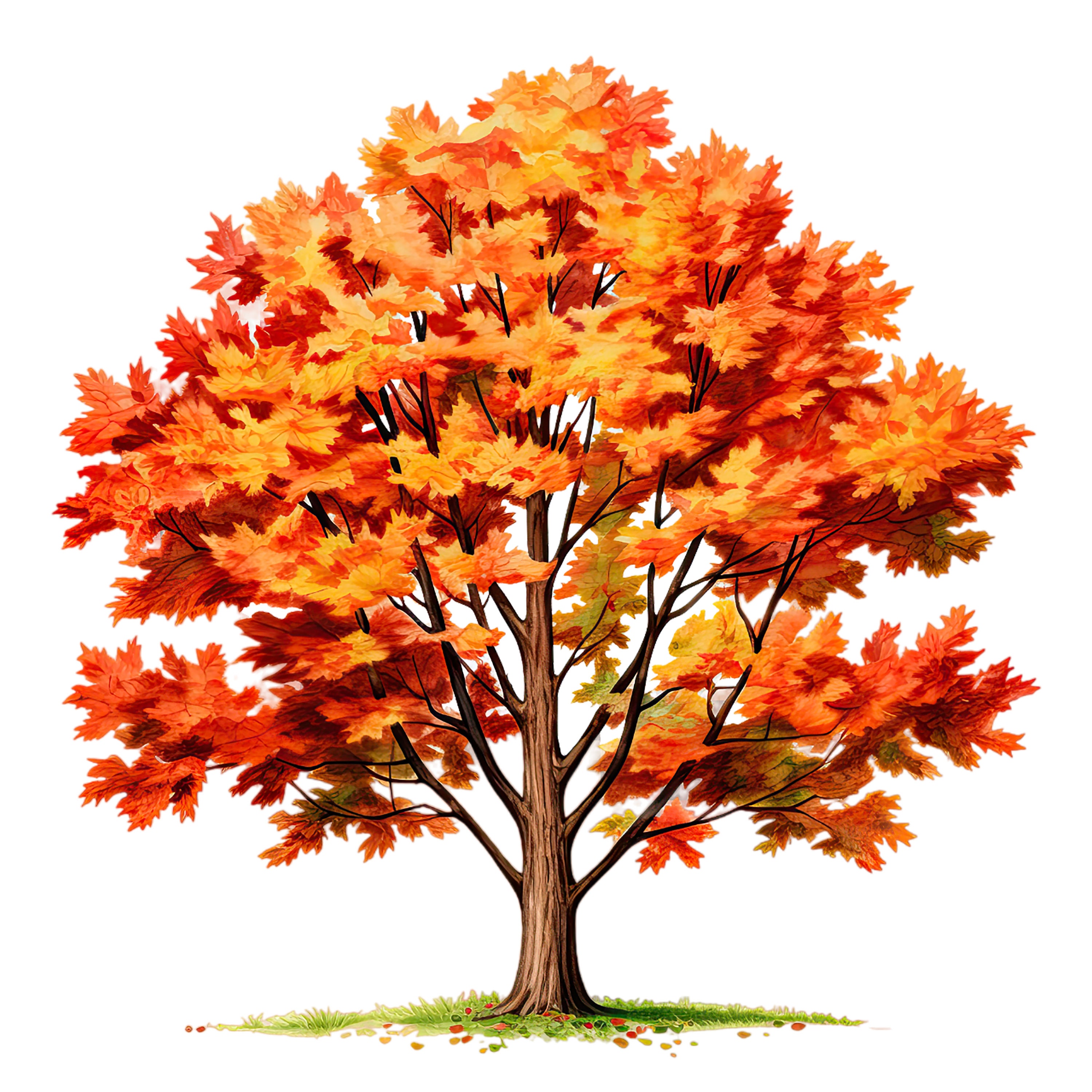 Autumn Tree Clipart, Fall Tree Clipart, Watercolor Clipart, Fall Season ...
