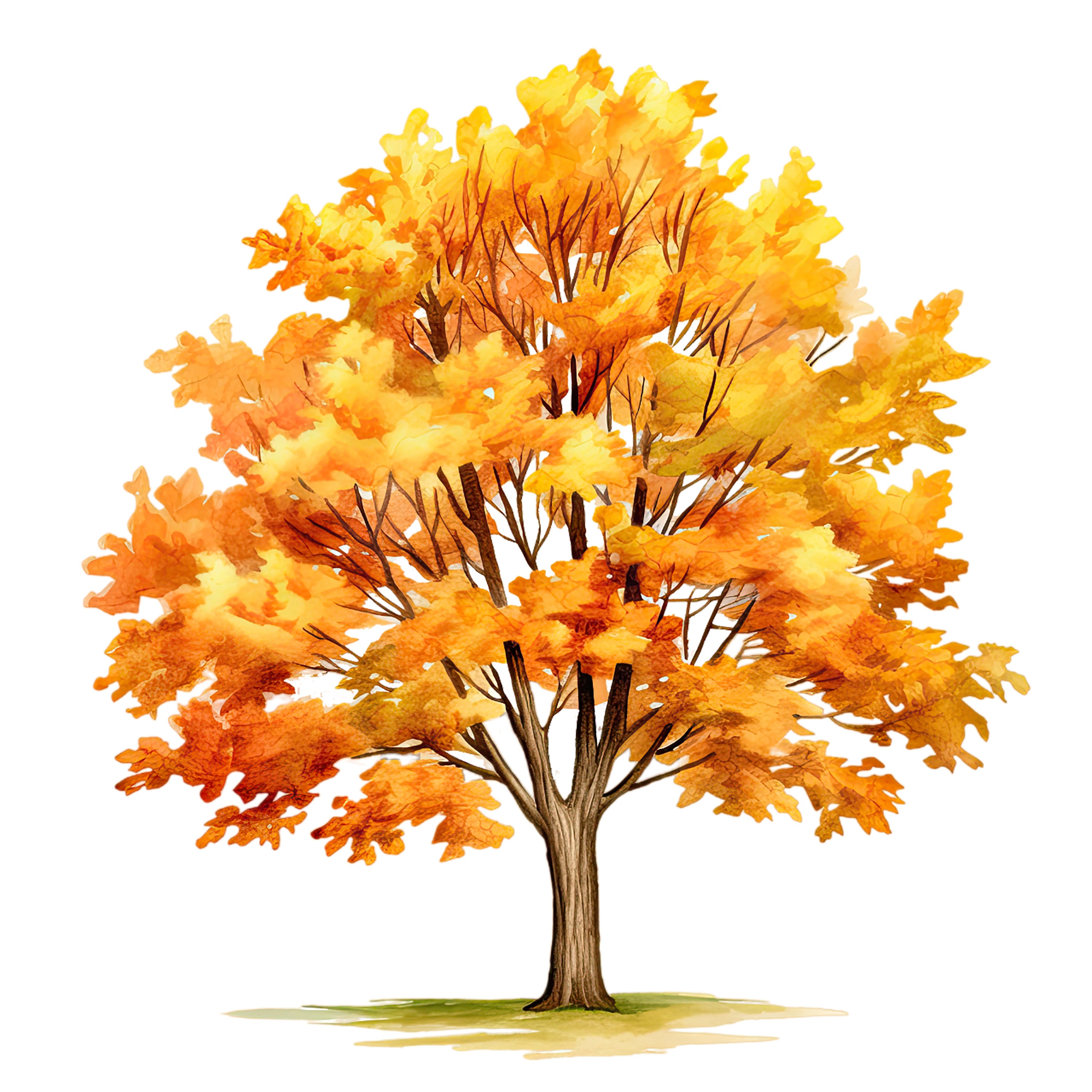 Autumn Tree Clipart, Fall Tree Clipart, Watercolor Clipart, Fall Season ...