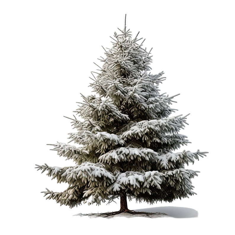 Snowy Christmas Tree Clipart: Watercolor Evergreen Pngs (digital ...