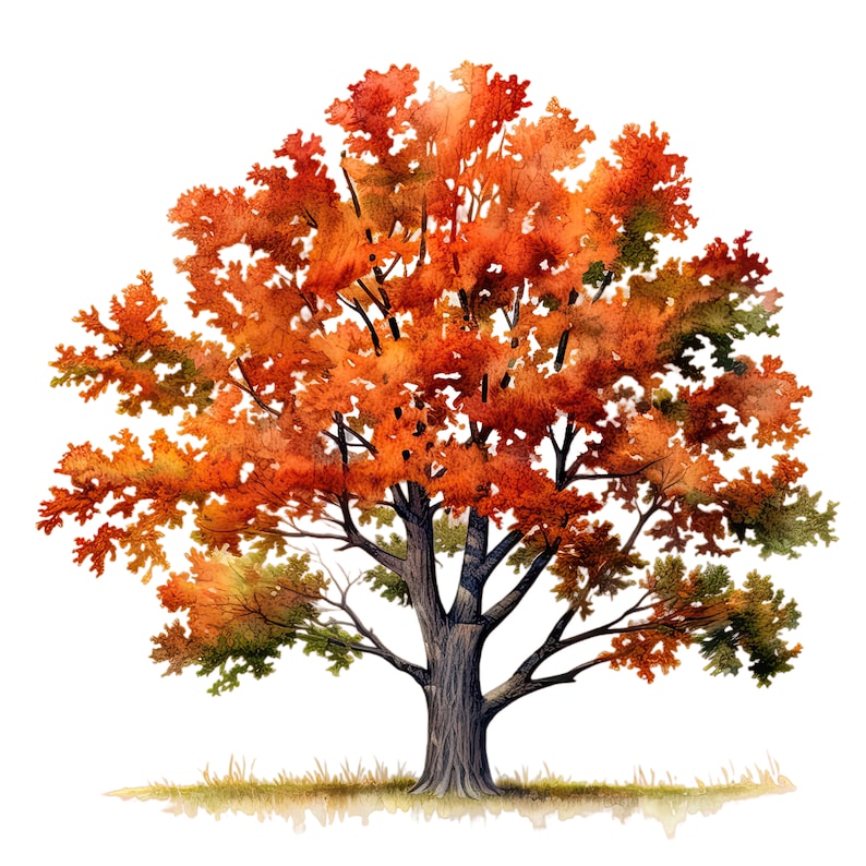 Autumn Tree Clipart, Fall Tree Clipart, Watercolor Clipart, Fall Season ...