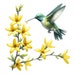 Hummingbird Clipart, Bird Png, Watercolor Hummingbird Collection ...