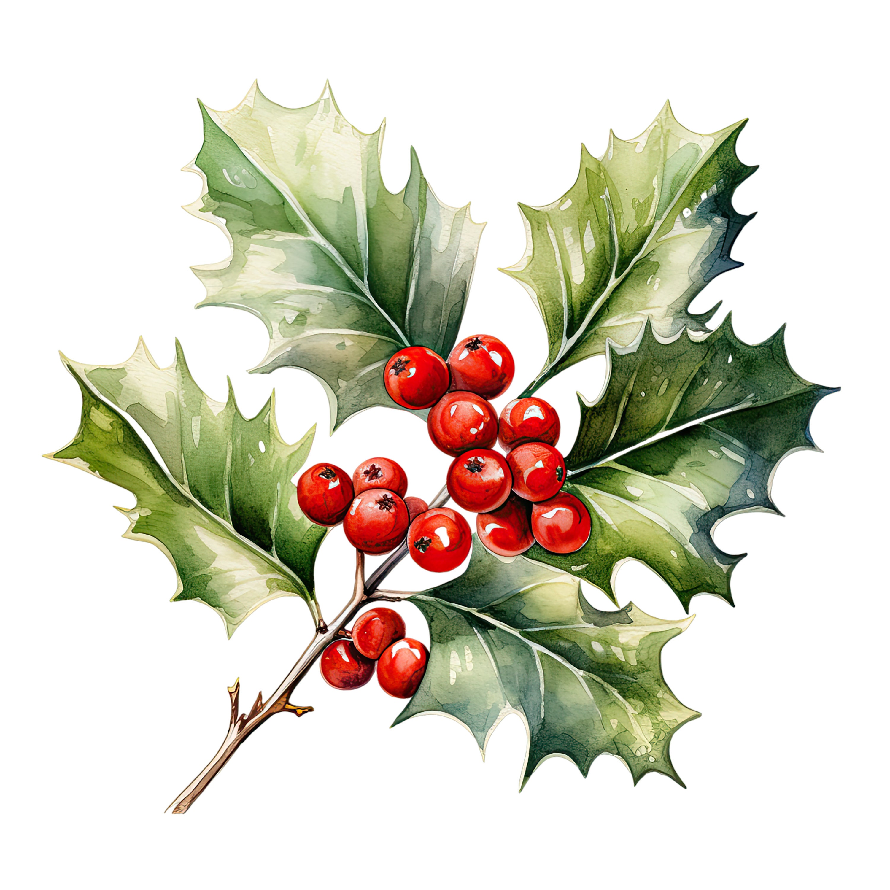 Watercolor Holly Berry Clipart, Holly Clipart, Watercolor Holly Clipart ...