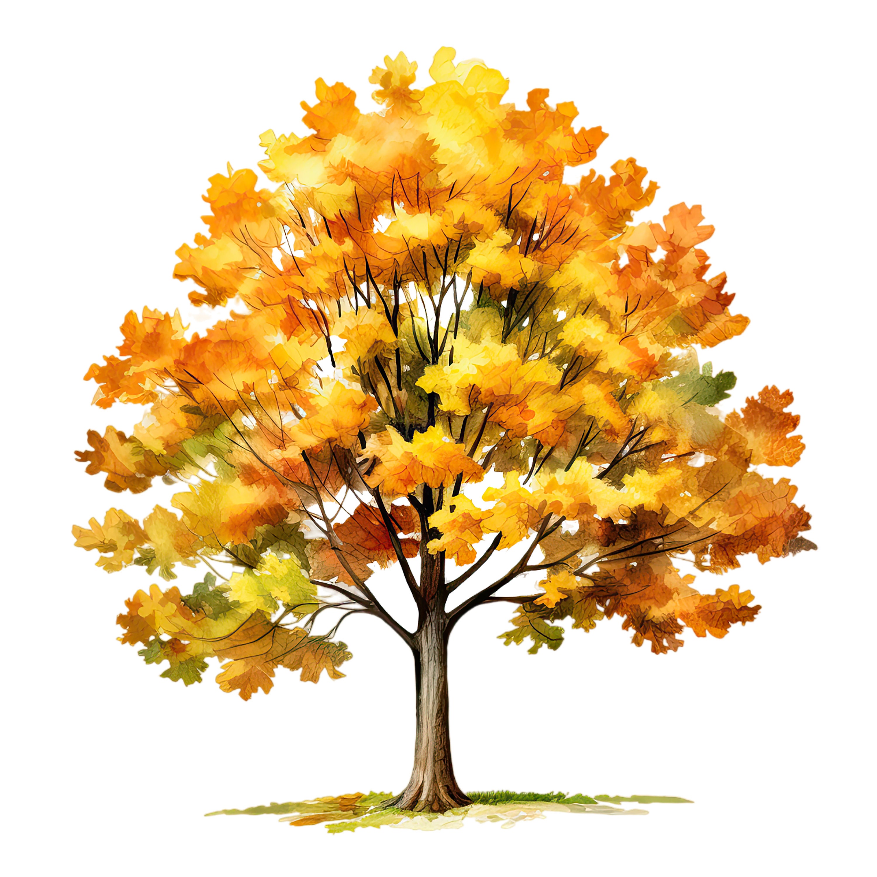 Autumn Tree Clipart, Fall Tree Clipart, Watercolor Clipart, Fall Season ...