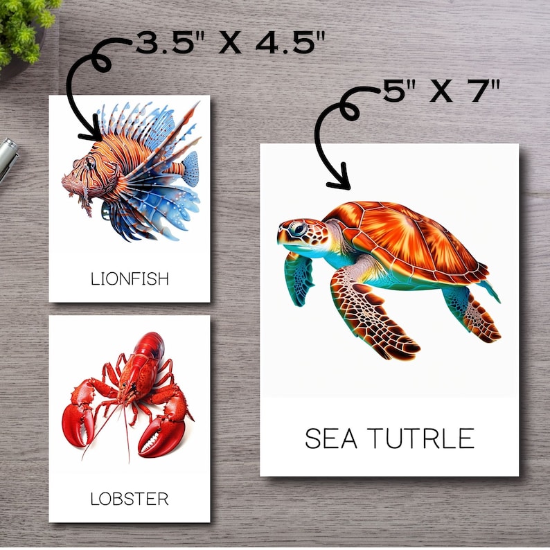 Ocean Animals Flash Cards,set of 20,toddlers & Pre-school Cards ...