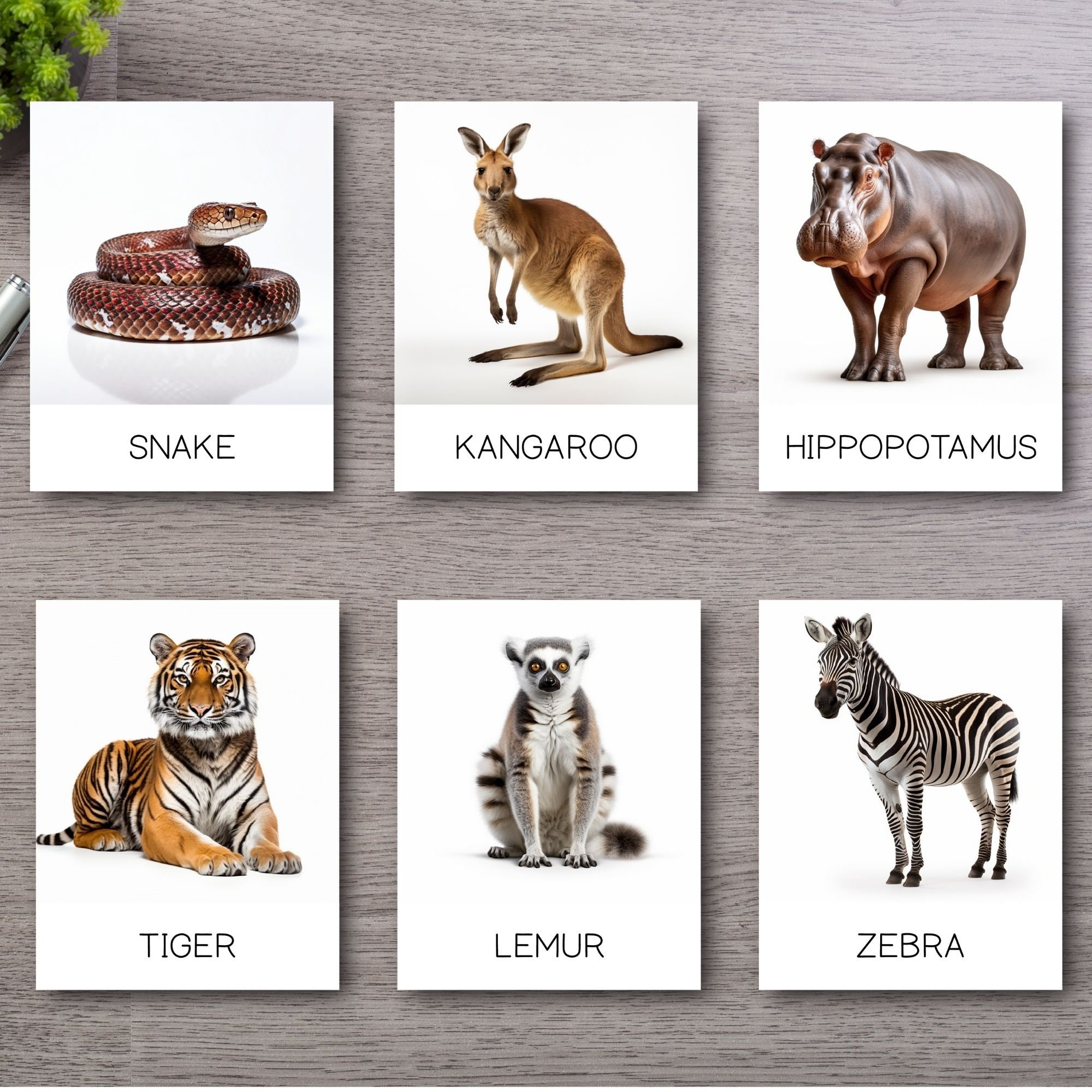 Zoo Animals Flash Cards: Toddler & Preschool Learning (digital Download ...