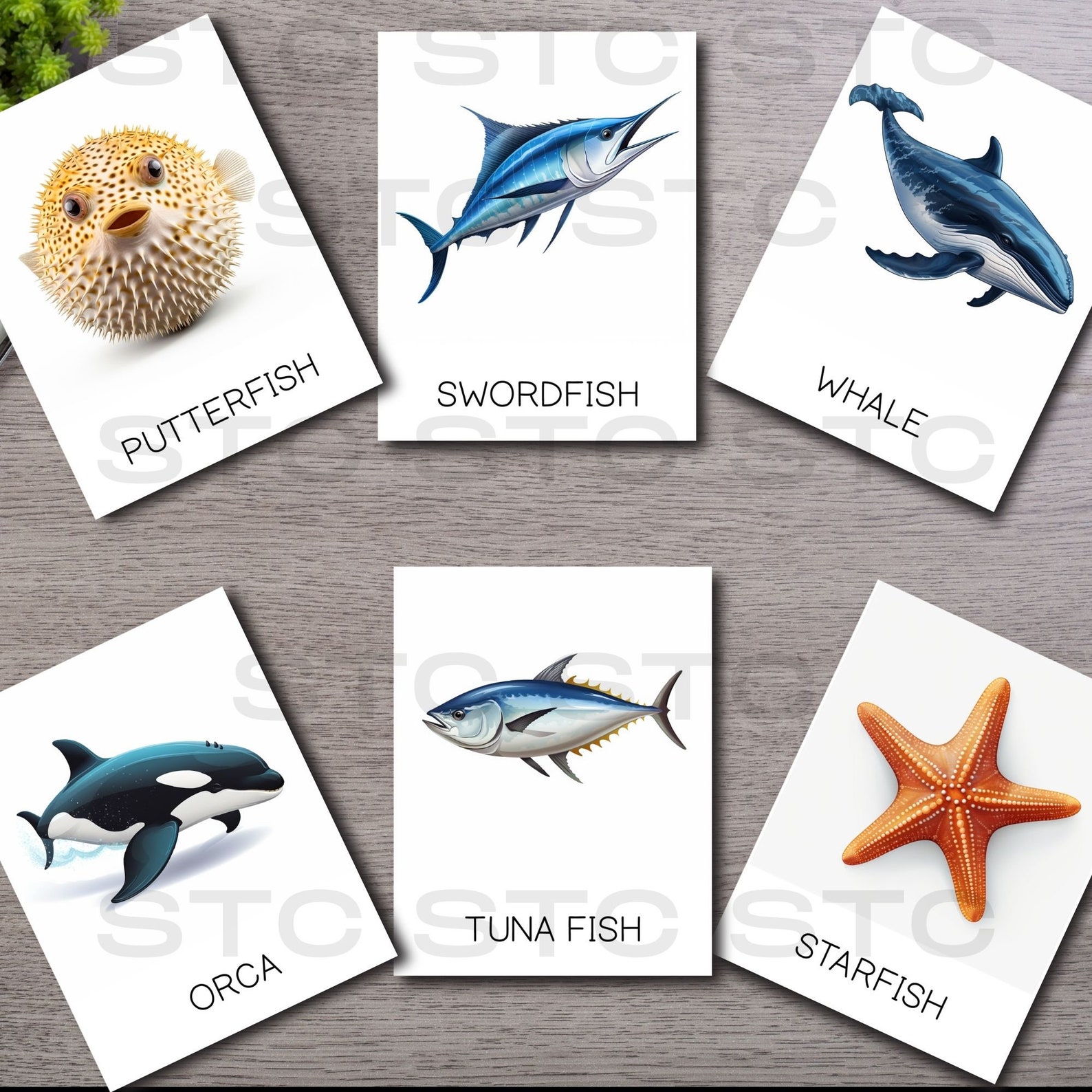 Ocean Animals Flash Cards,set of 20,toddlers & Pre-school Cards ...