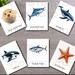 Ocean Animals Flash Cards,set of 20,toddlers & Pre-school Cards ...