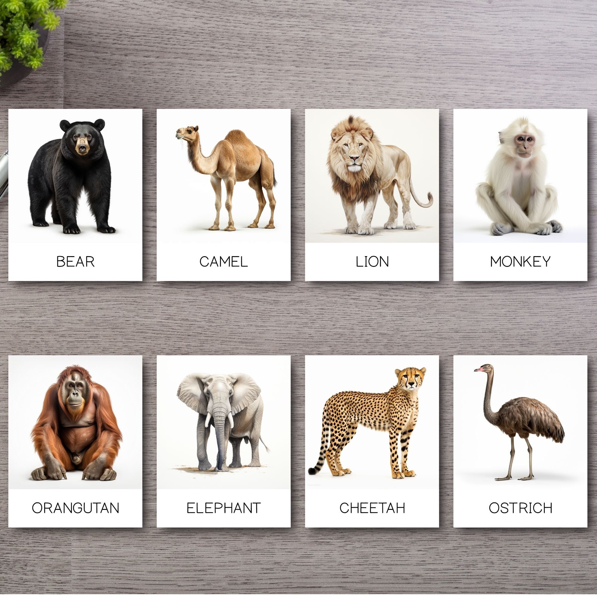 Zoo Animals Flash Cards: Toddler & Preschool Learning (digital Download ...