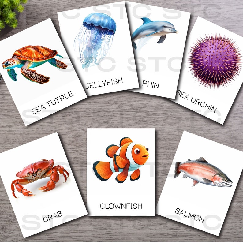 Ocean Animals Flash Cards,set of 20,toddlers & Pre-school Cards ...