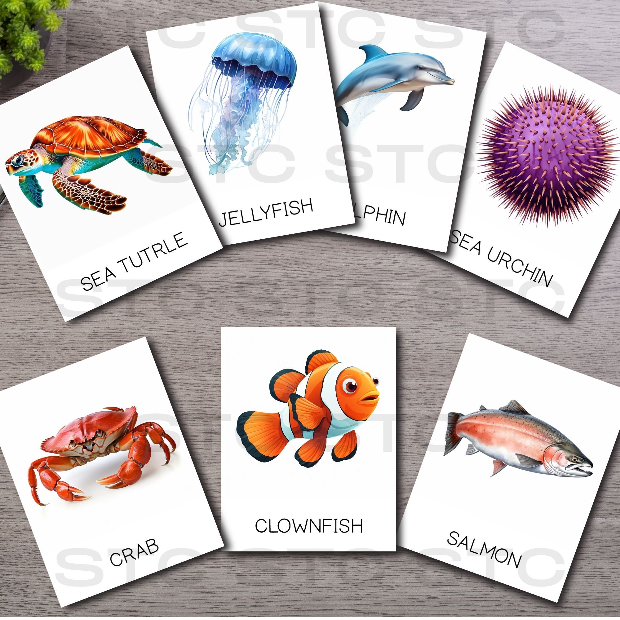 Ocean Animals Flash Cards,set of 20,toddlers & Pre-school Cards ...