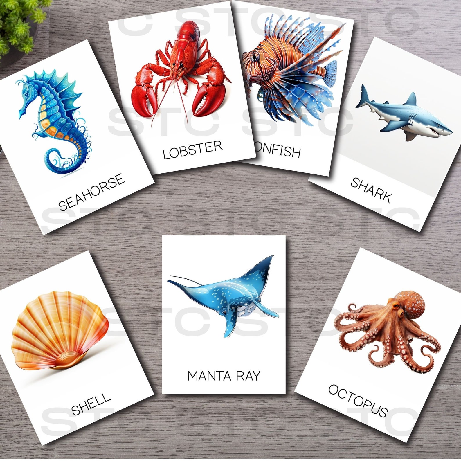 Ocean Animals Flash Cards,set of 20,toddlers & Pre-school Cards ...