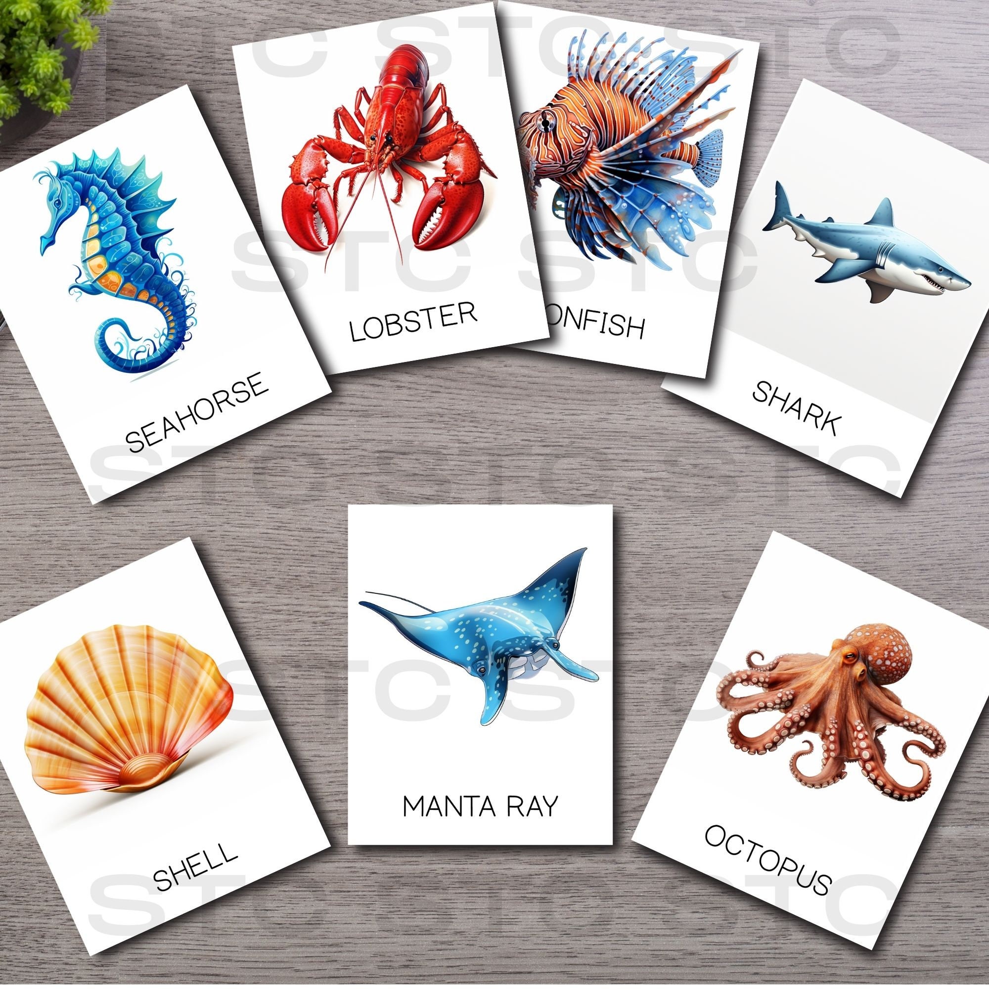 Ocean Animals Flash Cards,set of 20,toddlers & Pre-school Cards ...