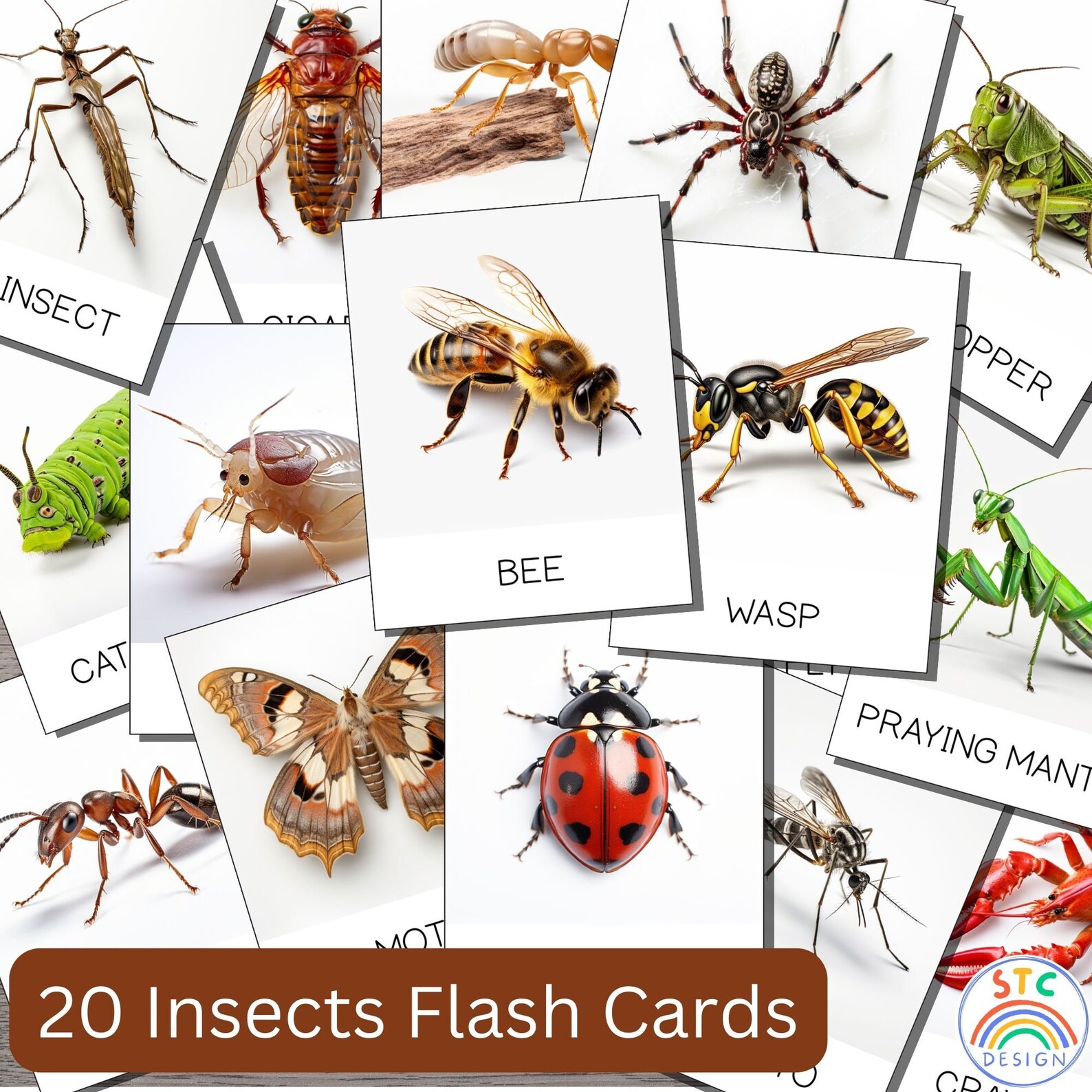 Insects Flash Cards: Toddler & Preschool Learning (printable PDF) - Etsy