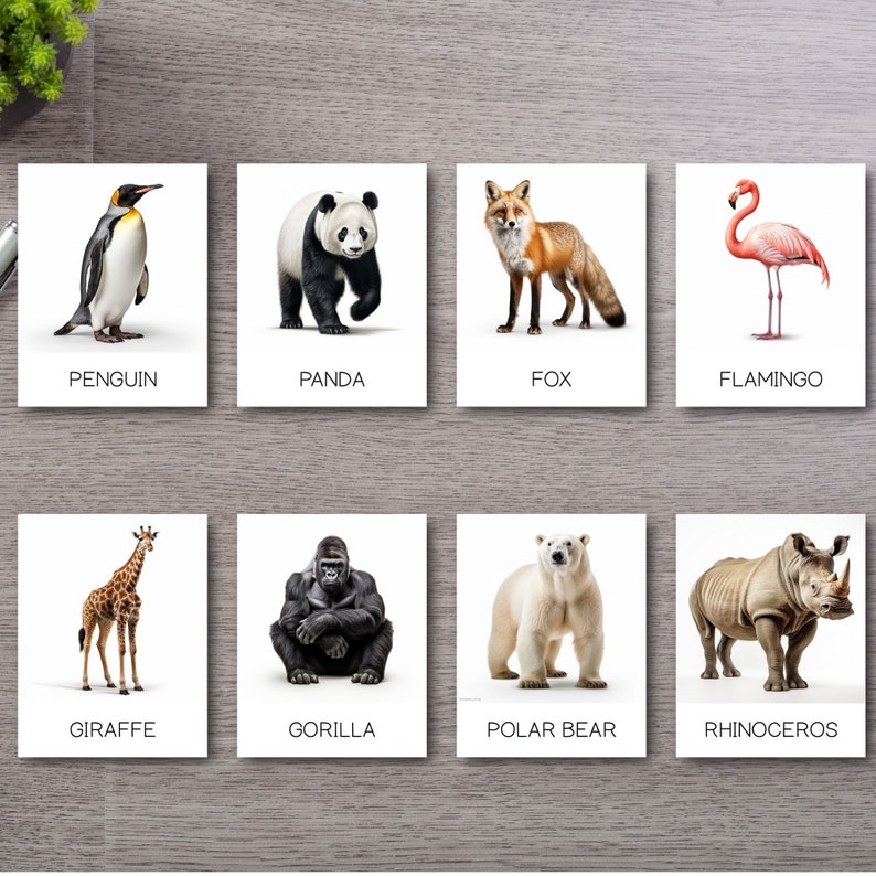Zoo Animals Flash Cards: Toddler & Preschool Learning (digital Download ...