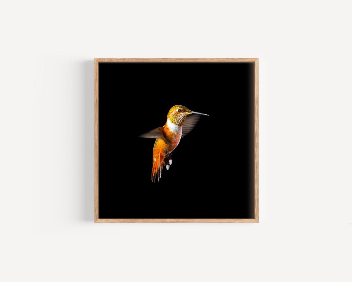 Rust-colored Hummingbird in Flight on Black Background Digital Print ...