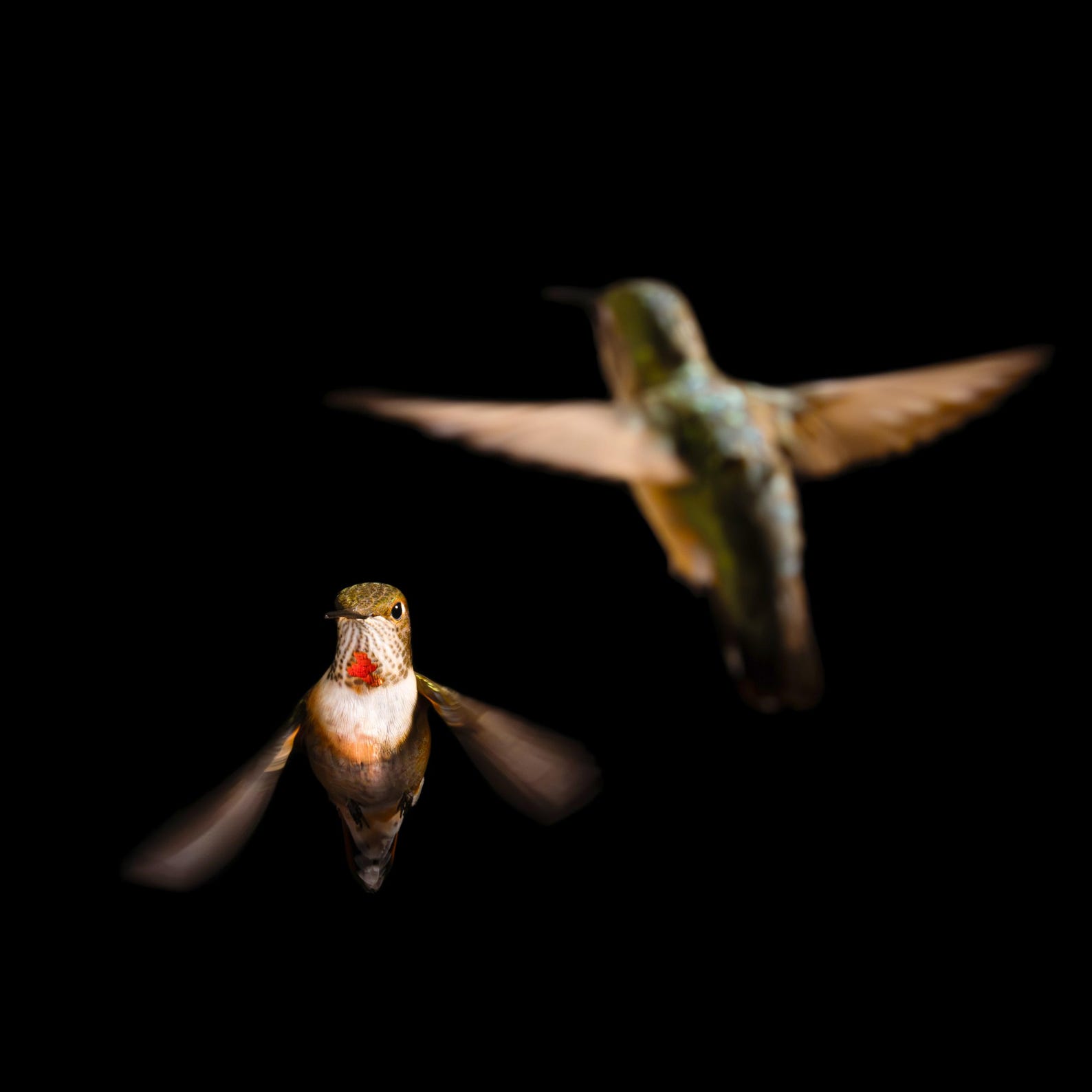 Dual Hummingbirds in Flight Square Portrait | Nature Photography | High ...