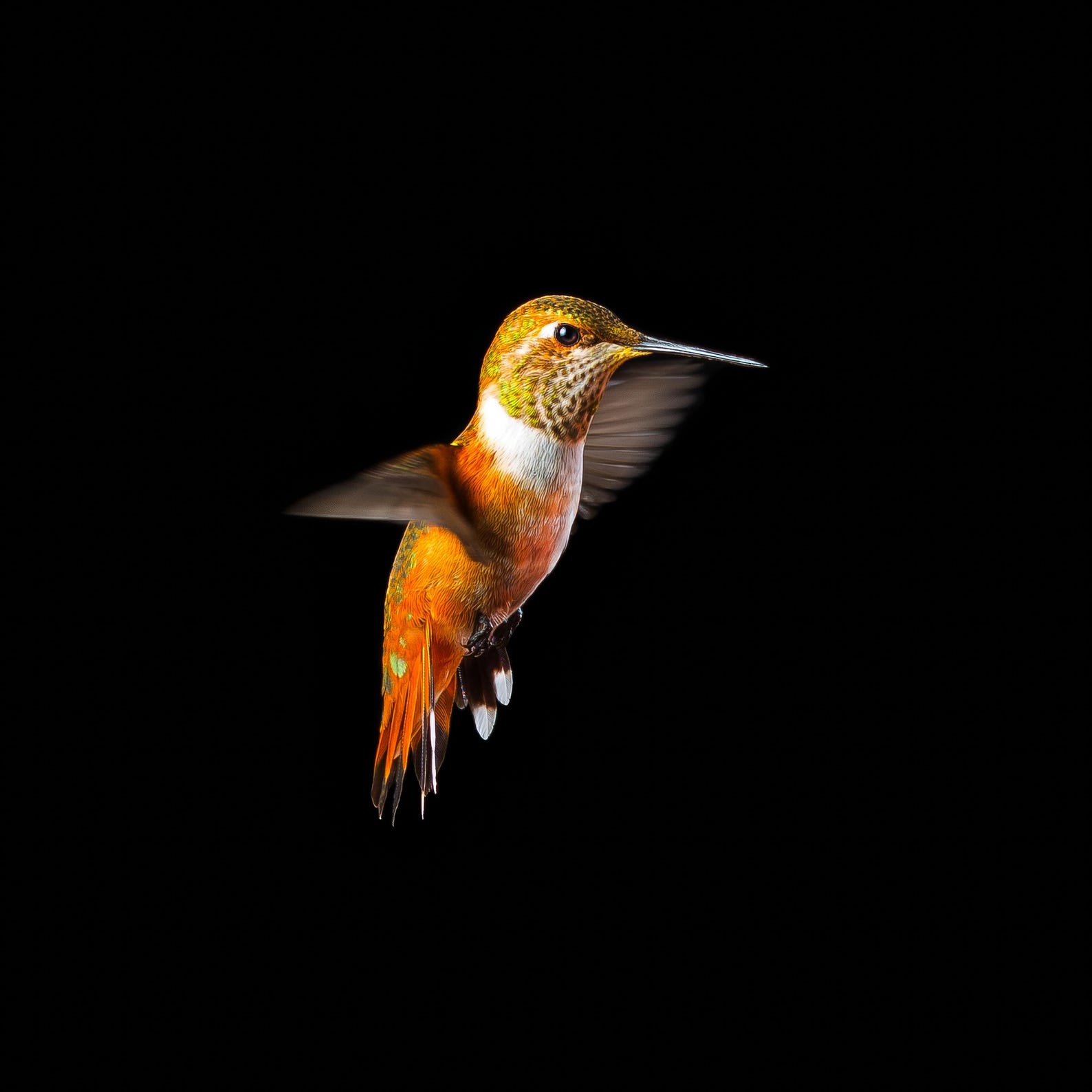 Rust-colored Hummingbird in Flight on Black Background Digital Print ...