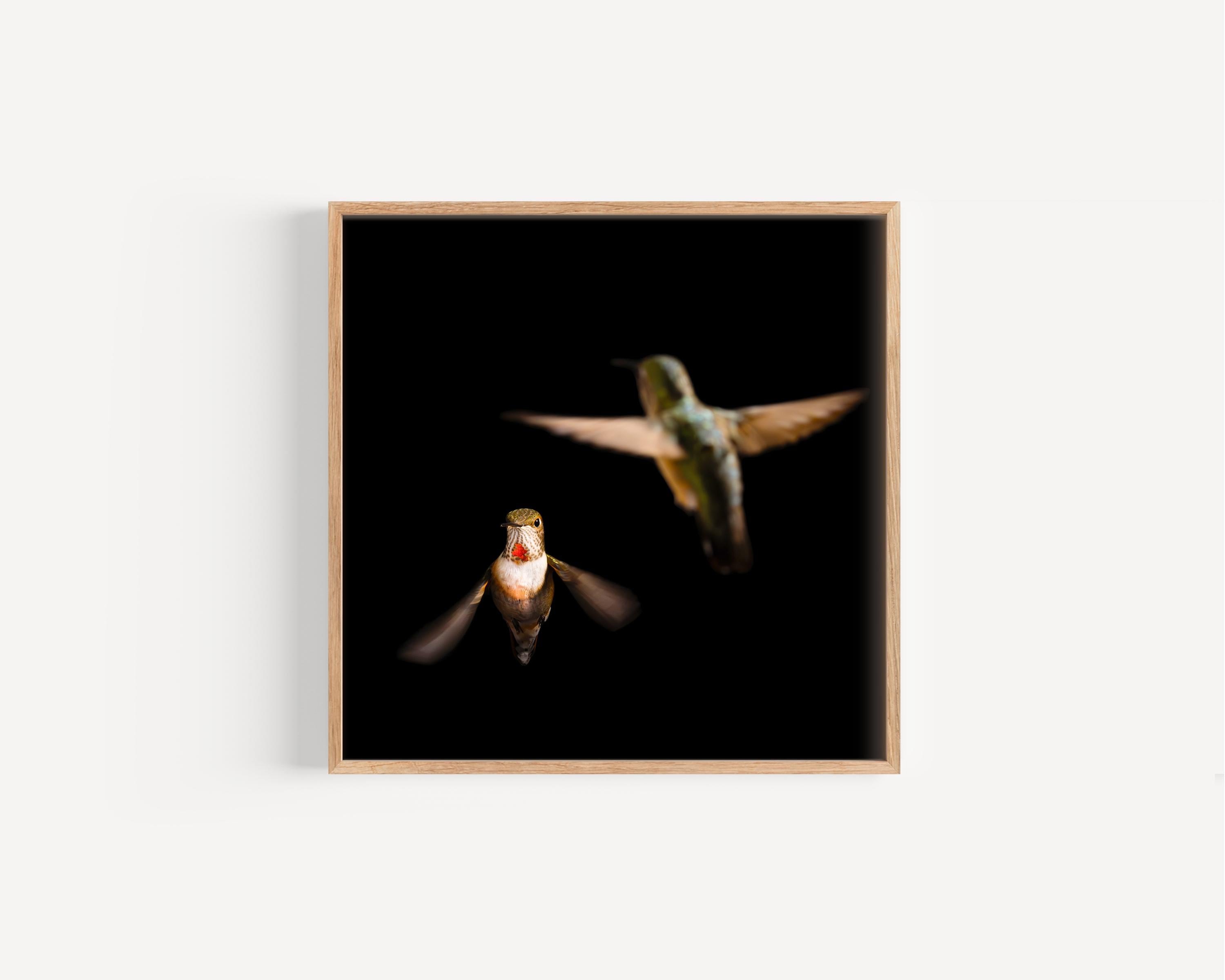 Dual Hummingbirds in Flight Square Portrait | Nature Photography | High ...