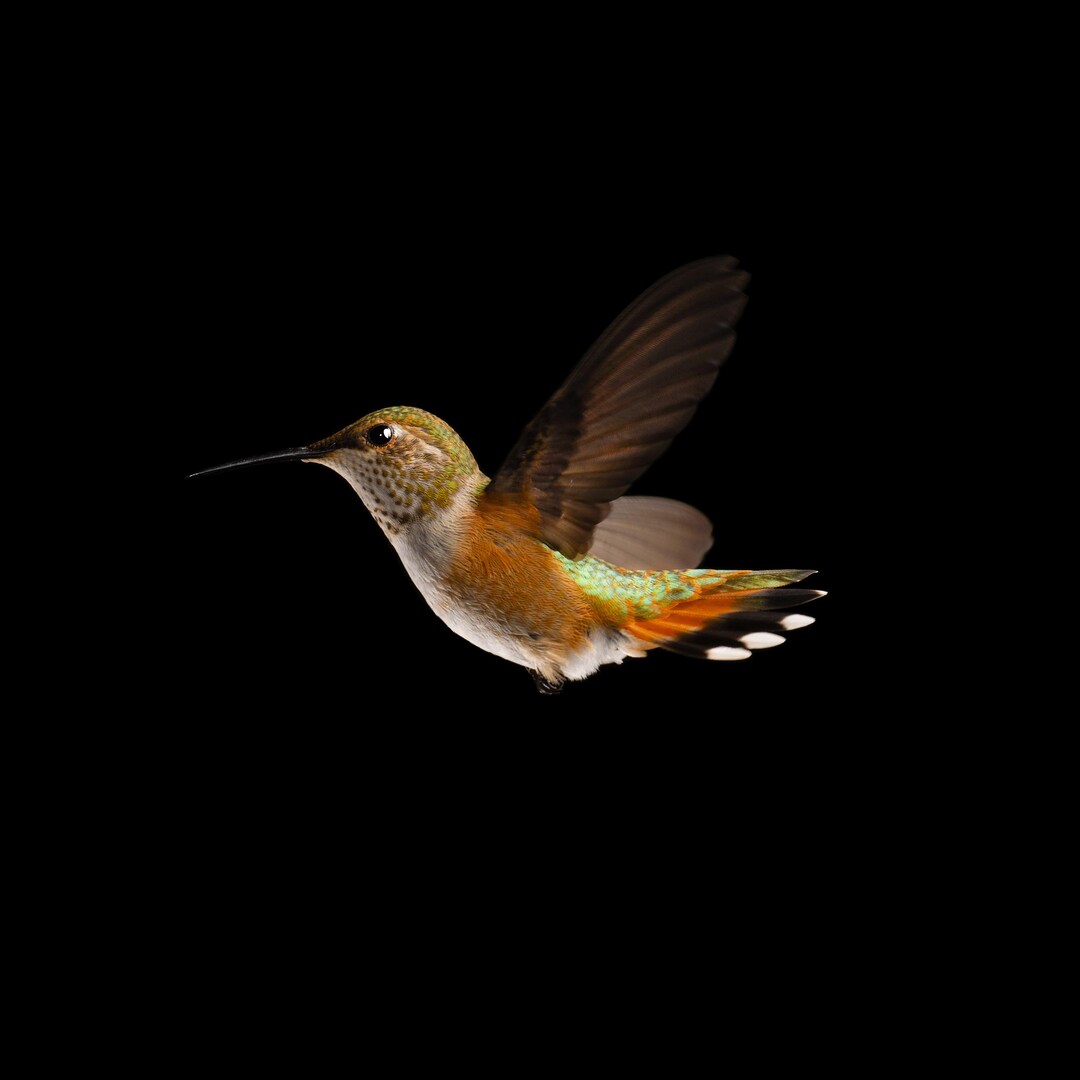 Golden-hued Hummingbird in Flight Square Portrait | Nature Photography ...