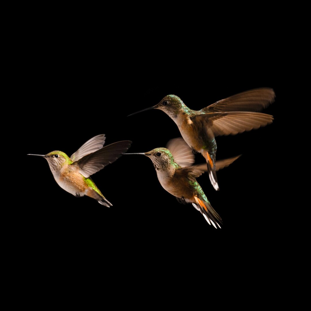 Trio of Hummingbirds in Motion Square Portrait | Nature Photography ...