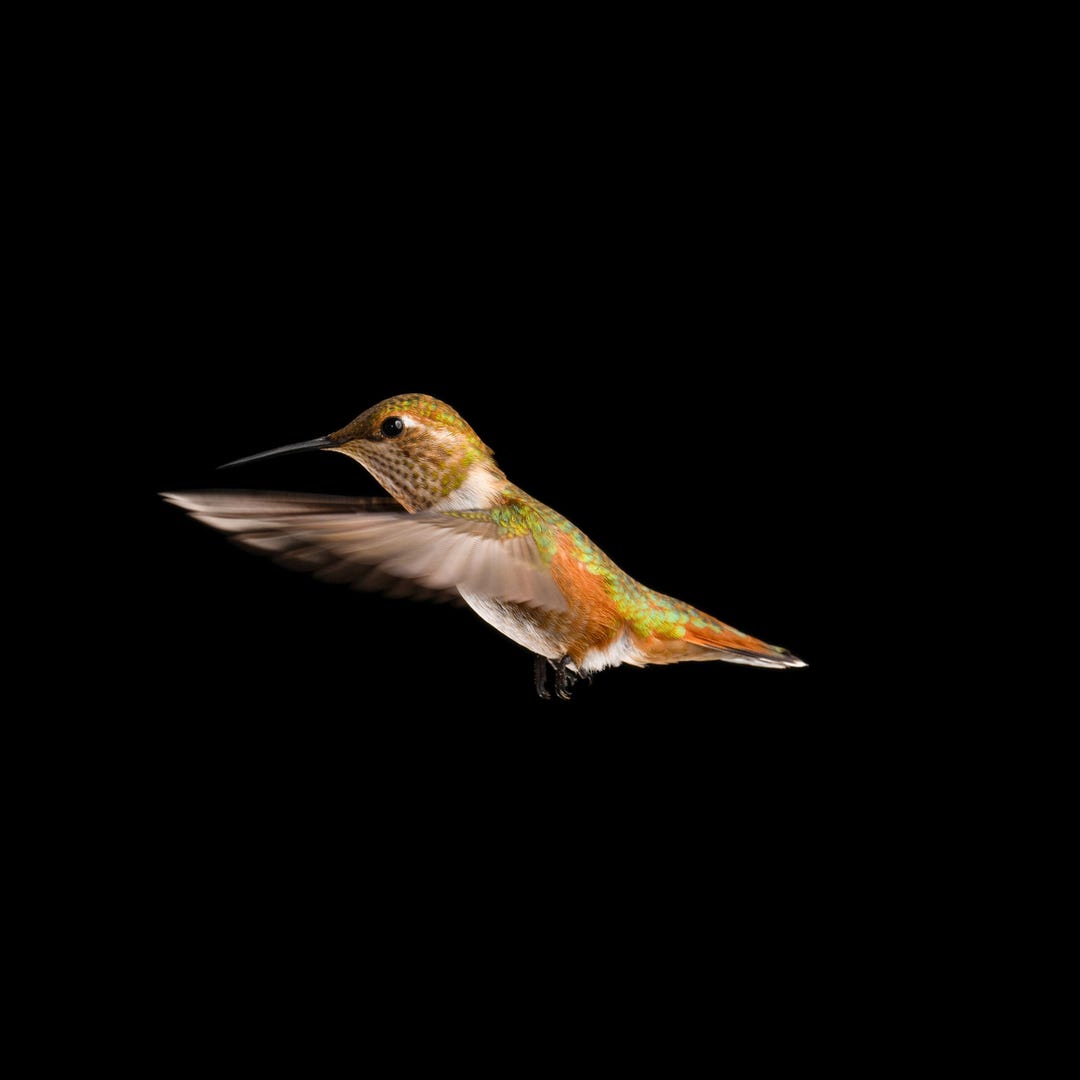 Gliding Hummingbird Square Portrait | Nature Photography | High Res ...
