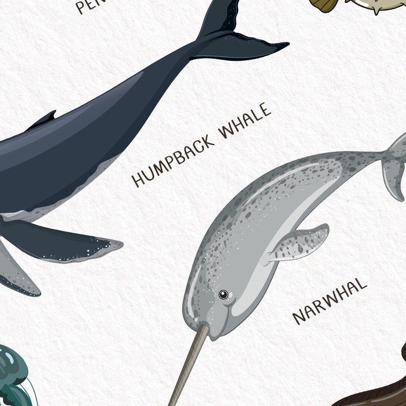 Aquatic Animals Classroom Poster, Colorful Sea Creatures (digital ...