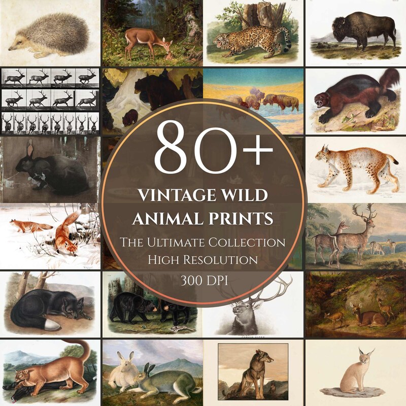 Scientific Wildlife Posters - Etsy