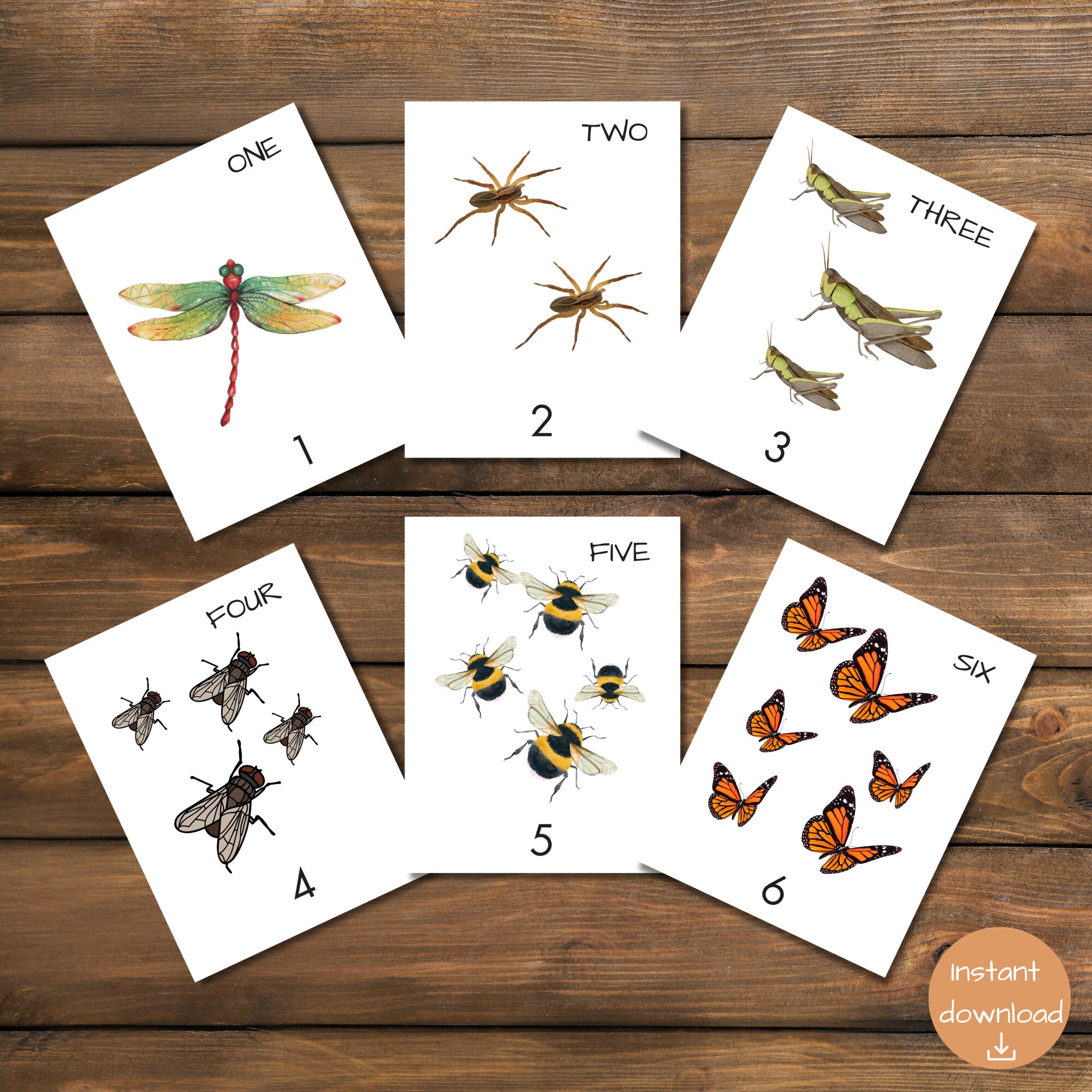 Insect Number Flash Cards 1-10. Bugs, Counting Flashcards ...