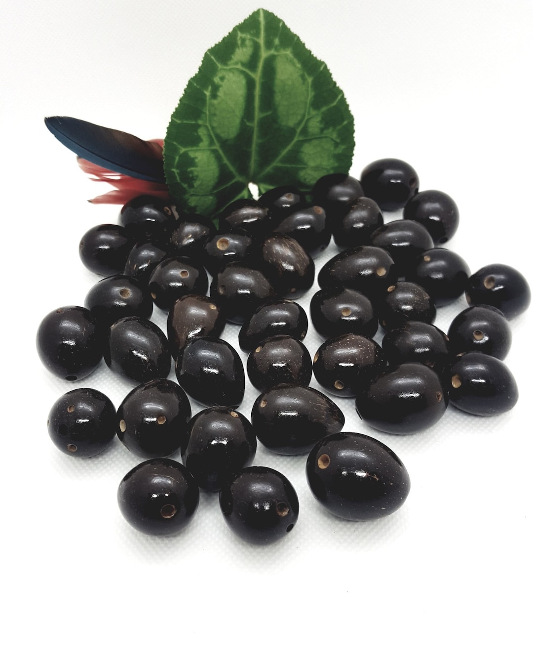 Amazonian Coconut Seed - Etsy