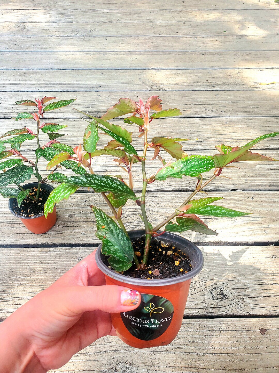 Angelwing Begonia 'medora' - Etsy