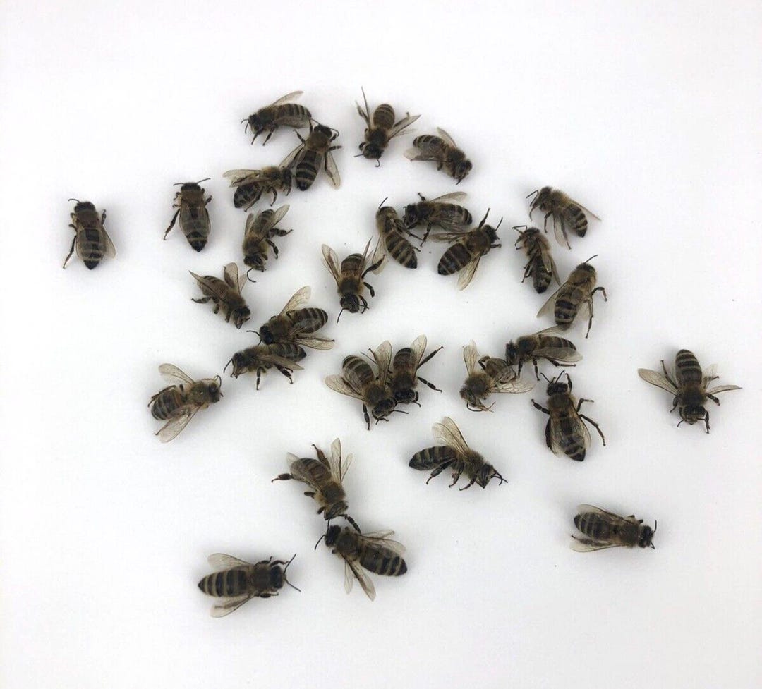 30 Honeybees Dried for Taxidermy Photography Crafts Fresh Dead Insect ...