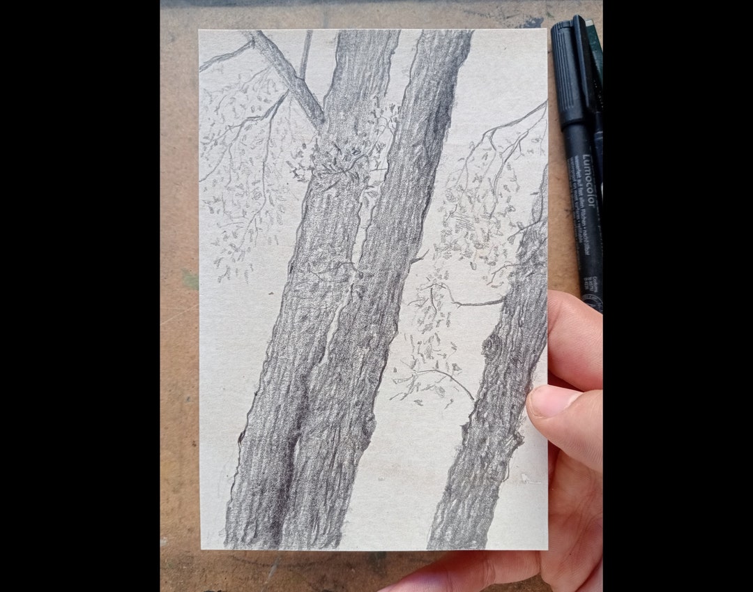 Group of Trees - A6 (105 X 148.5 Mm) - Original Graphite Drawing, Observation Drawing, Art ...